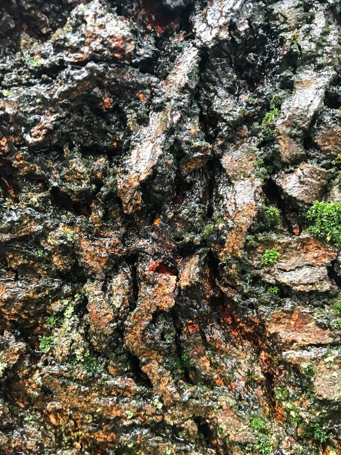 Very Detailed Tree Bark Structure. Stock Photo - Image of covered, mold ...