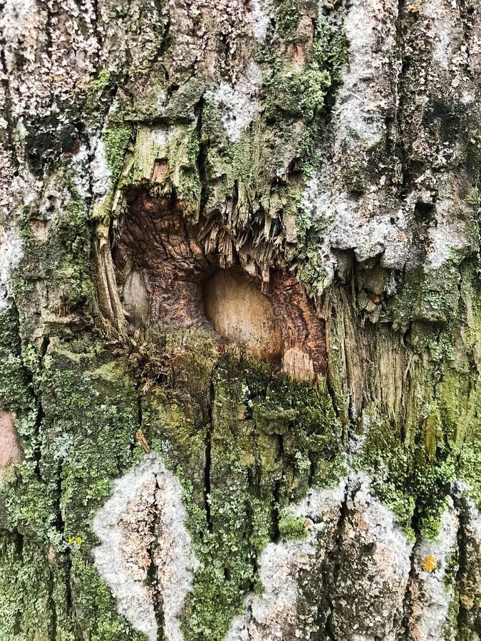 Very Detailed Tree Bark Structure. Stock Photo - Image of visible, bark ...