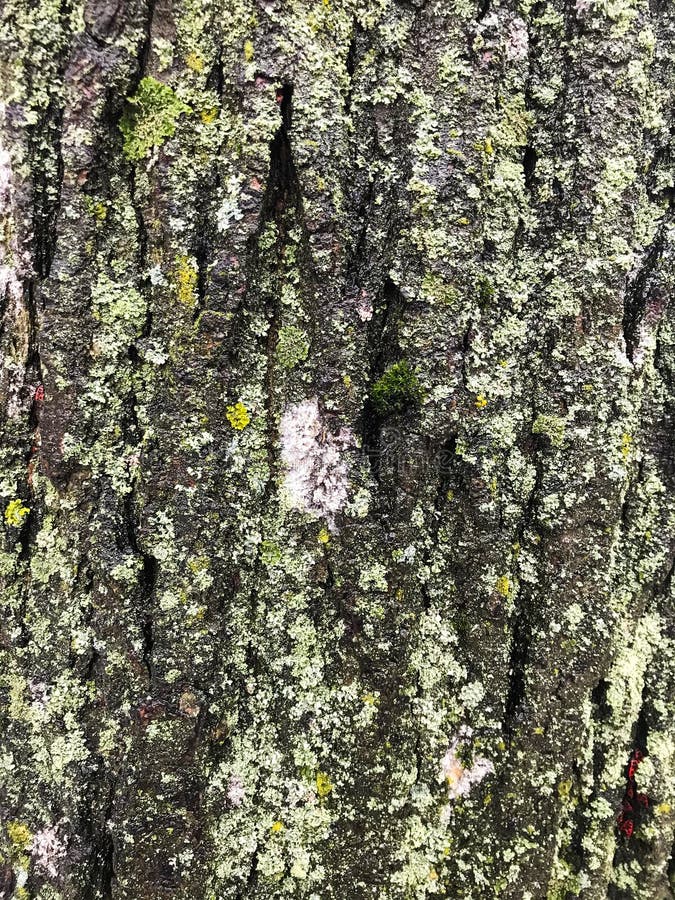 Very Detailed Tree Bark Structure. Stock Photo - Image of visible, bark ...