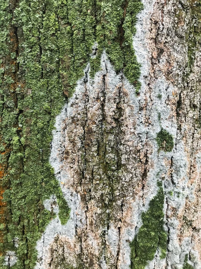 Very Detailed Tree Bark Structure. Stock Image - Image of surface ...