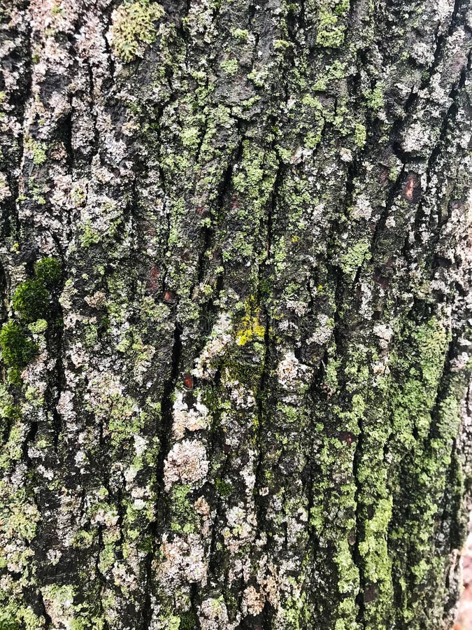 Very Detailed Tree Bark Structure. Stock Image - Image of erosion ...