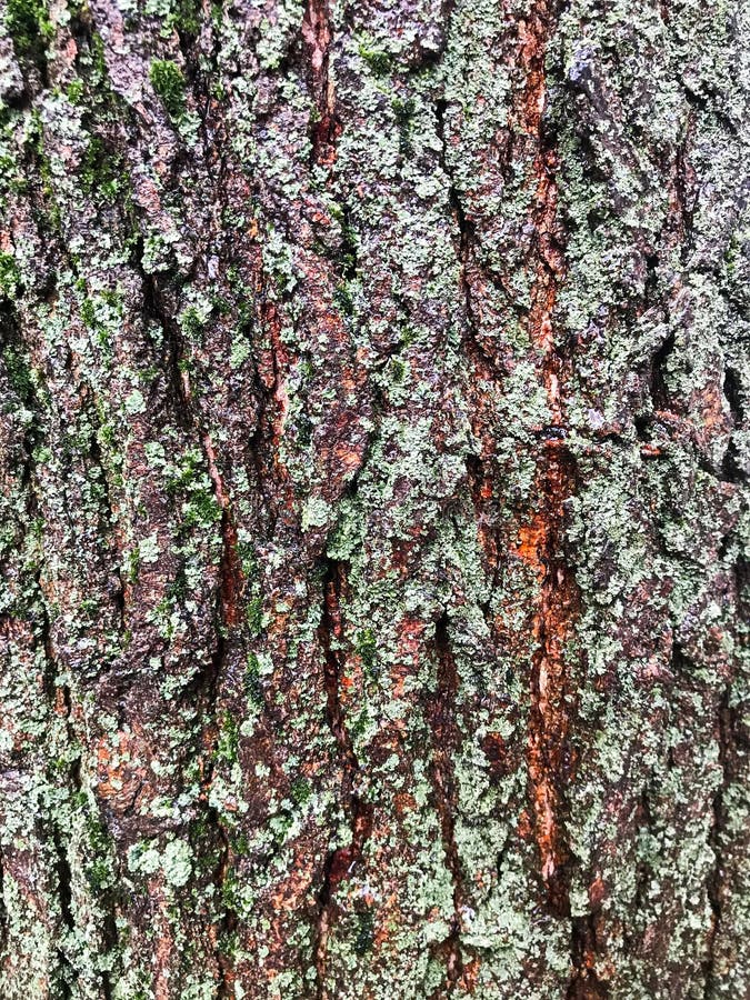 Detailed Tree Rings in an Aged Wood Stump Stock Photo - Image of ...