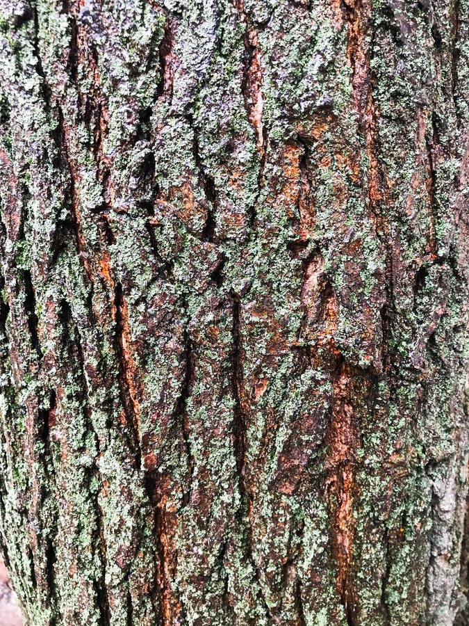 Very Detailed Tree Bark Structure. Stock Photo - Image of breakdown ...