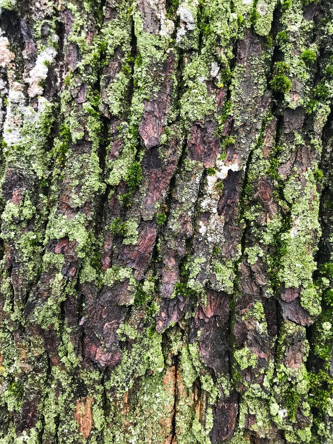 Very Detailed Tree Bark Structure. Stock Photo - Image of detailed ...