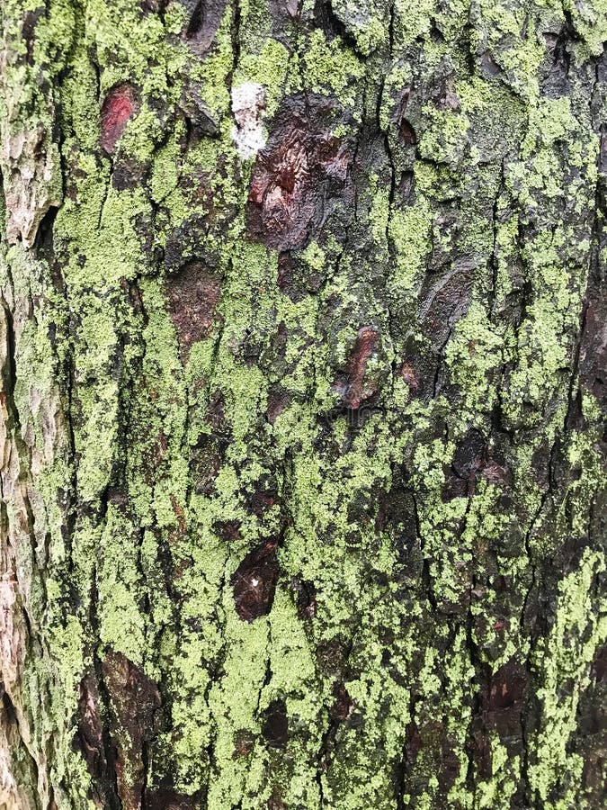 Very Detailed Seamless Texture Pattern of Acre Ground and Dirt in High ...