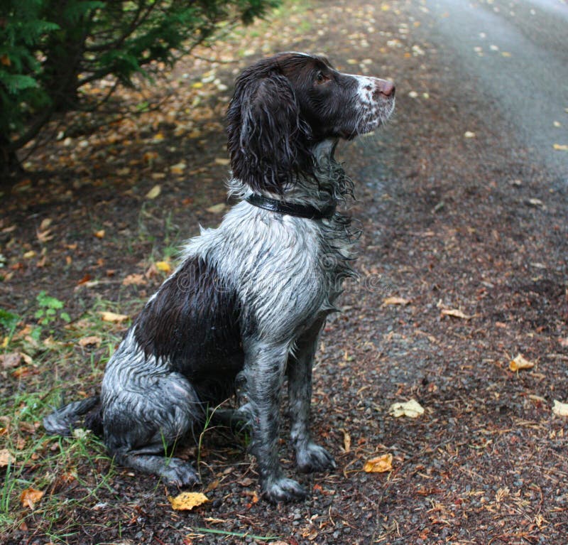 A Working Type English Springer Spaniel by a Lake Stock Photo - Image ...