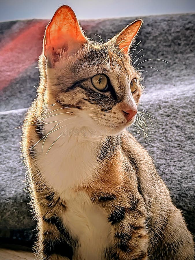 A Very Dramatic Young Cat when Photographed Stock Image - Image of ...