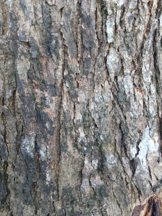 Very dry tree trunk stock image. Image of wall, trunk - 265879513