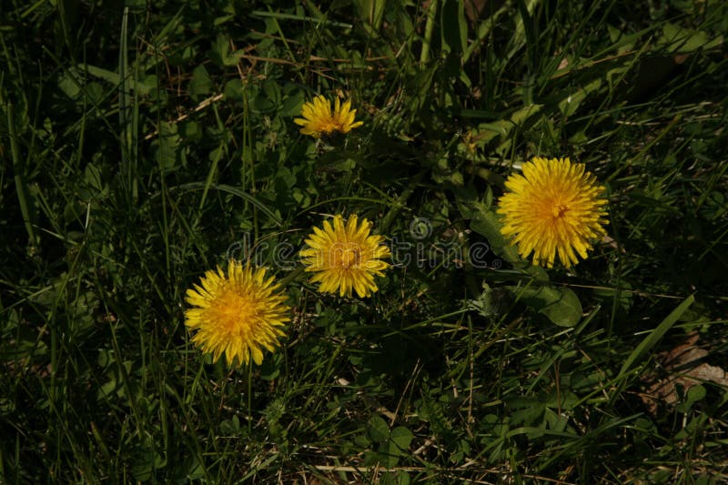 A very early meadow flower stock image. Image of petal - 276244563
