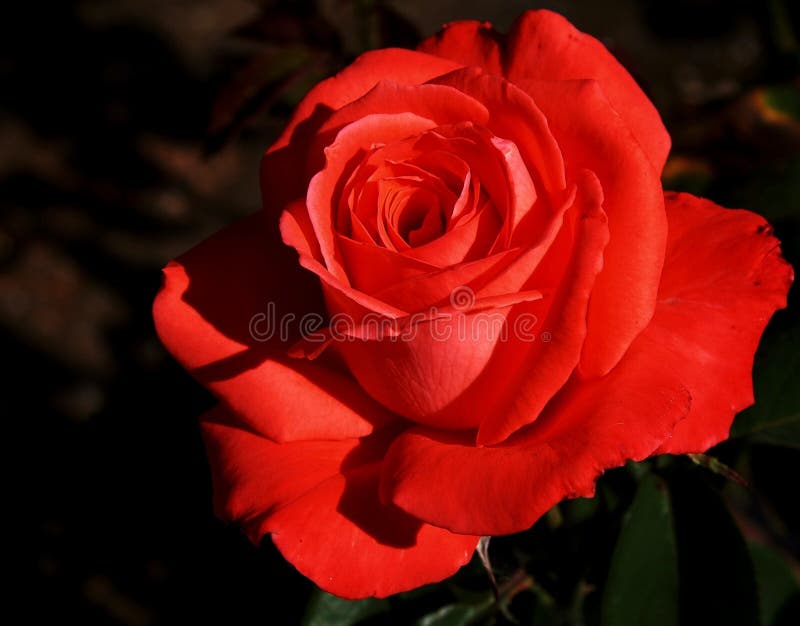Very elegant red rose stock image. Image of feeling, petals - 66095323