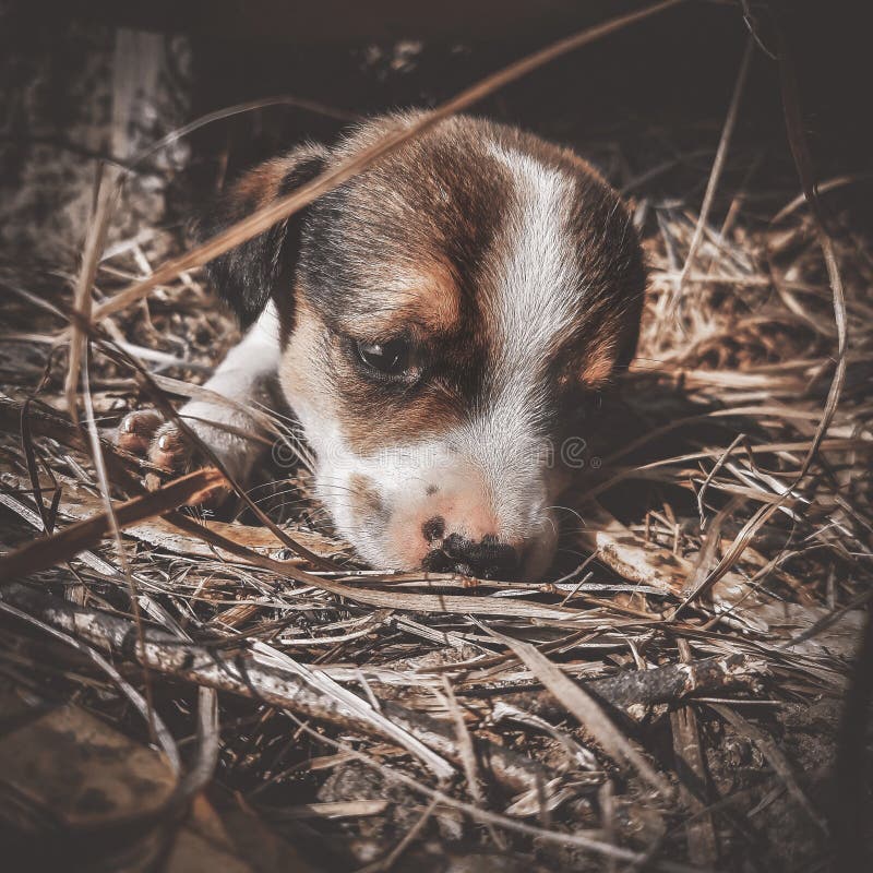 Very Emotional Looking Pet Crying Stock Image - Image of looking ...