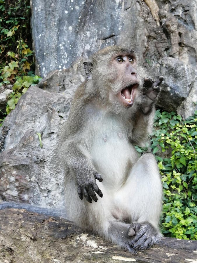 A Very Emotional Monkey is Very Surprised Stock Image - Image of animal ...