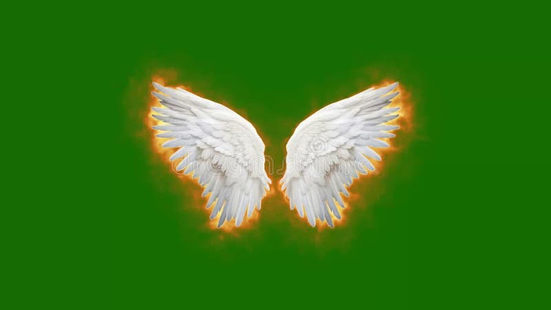 Wing of Angel Burning Fire Effect Green Screen Background Stock Video ...