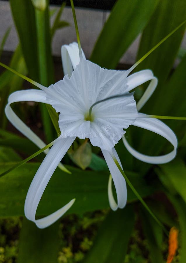 Very exotic spider lily stock image. Image of spider - 383448747