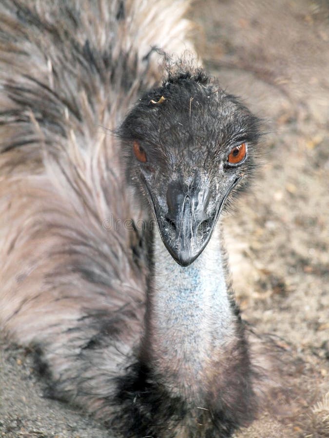 Very Expressive Emu Portrait Stock Image - Image of portrait, ostrich ...