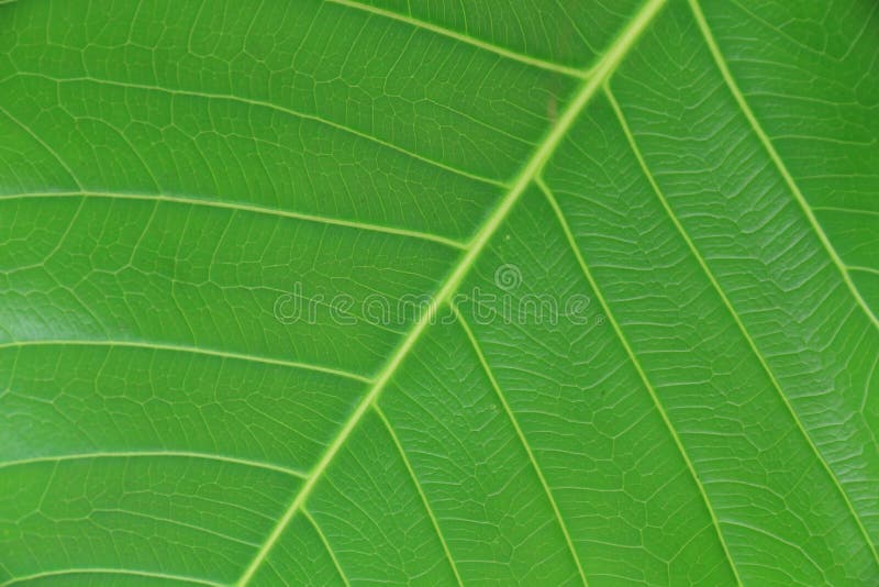Very Extreme Close Up of Green Leave. Stock Photo - Image of leave ...