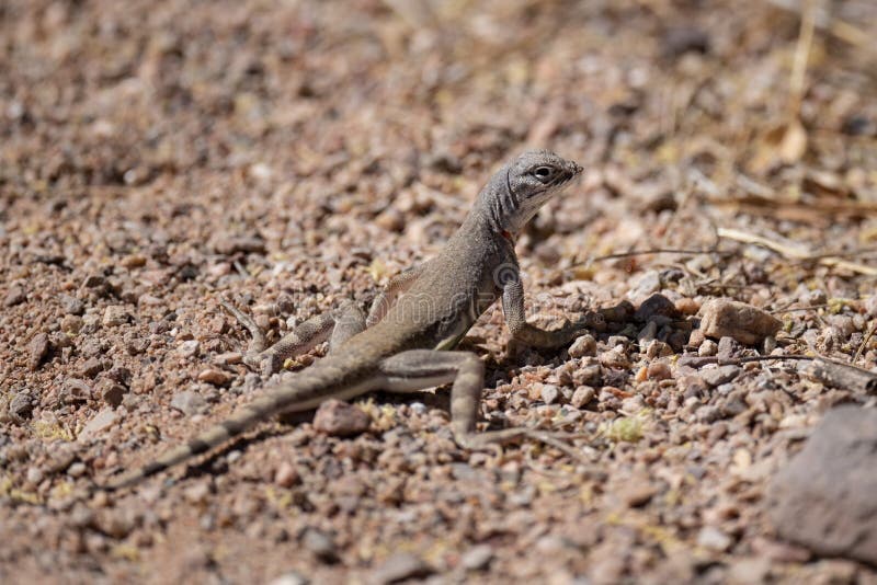 3,279 Fast Lizard Photos - Free & Royalty-Free Stock Photos from Dreamstime