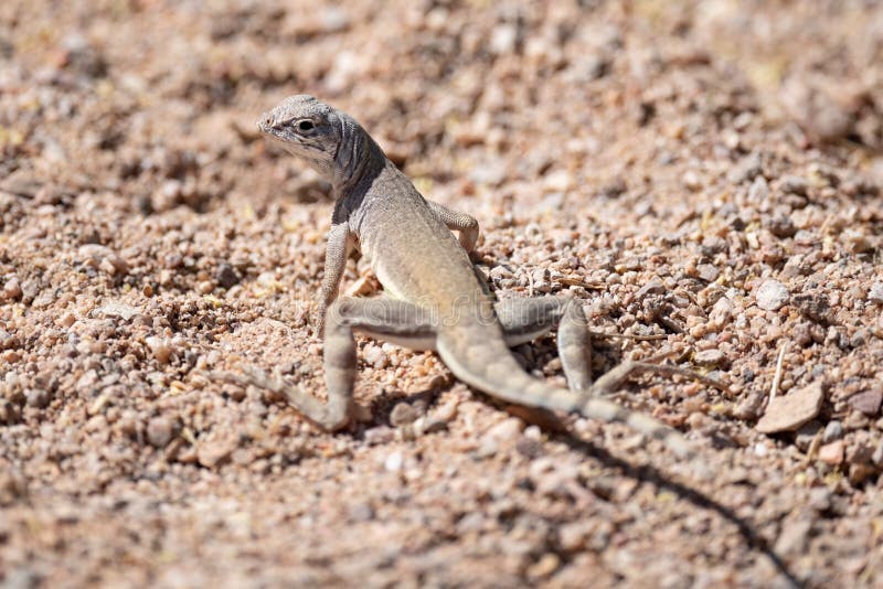 A very fast desert lizard stock image. Image of sandy - 219392215