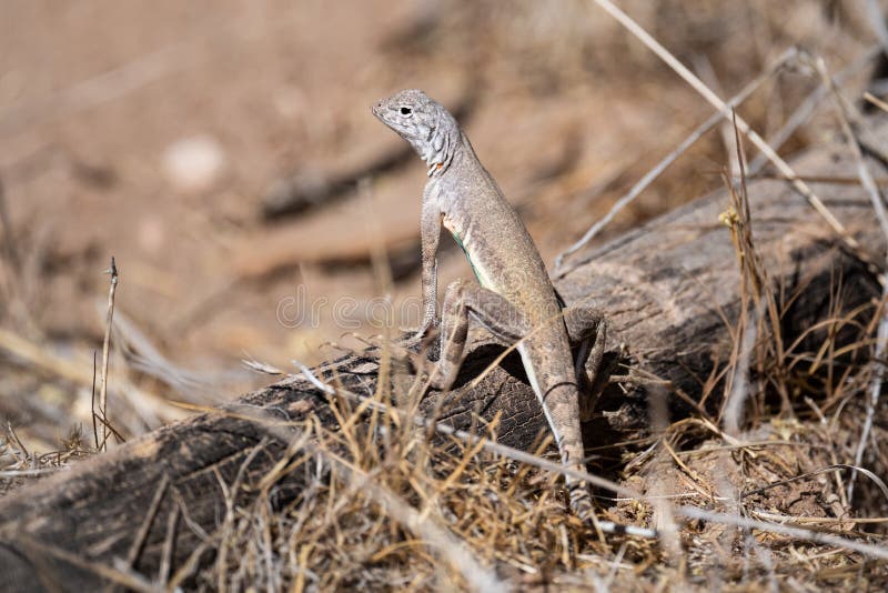 A very fast desert lizard stock photo. Image of lizard - 219392104