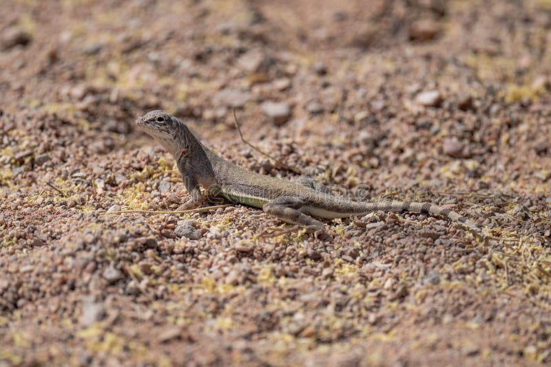 3,451 Fast Lizard Stock Photos - Free & Royalty-Free Stock Photos from ...