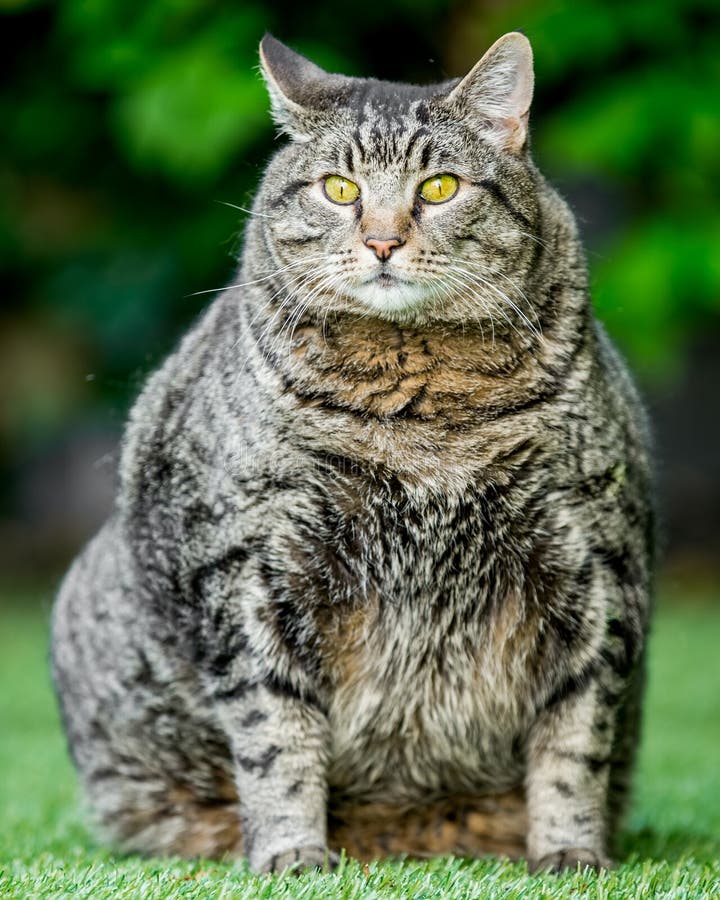 A Very Fat Cat Sitting on the Grass Stock Photo - Image of ground ...