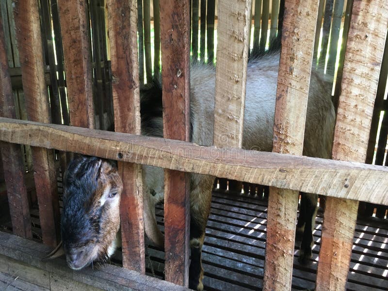 Very fat goat stock photo. Image of sheep, brown, wooden - 264002988