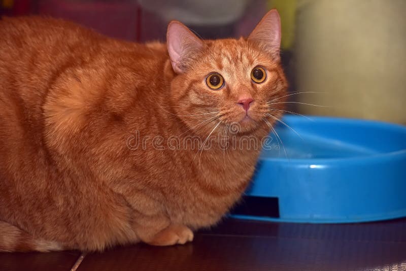 Very fat red cat stock photo. Image of cute, animal - 114273746