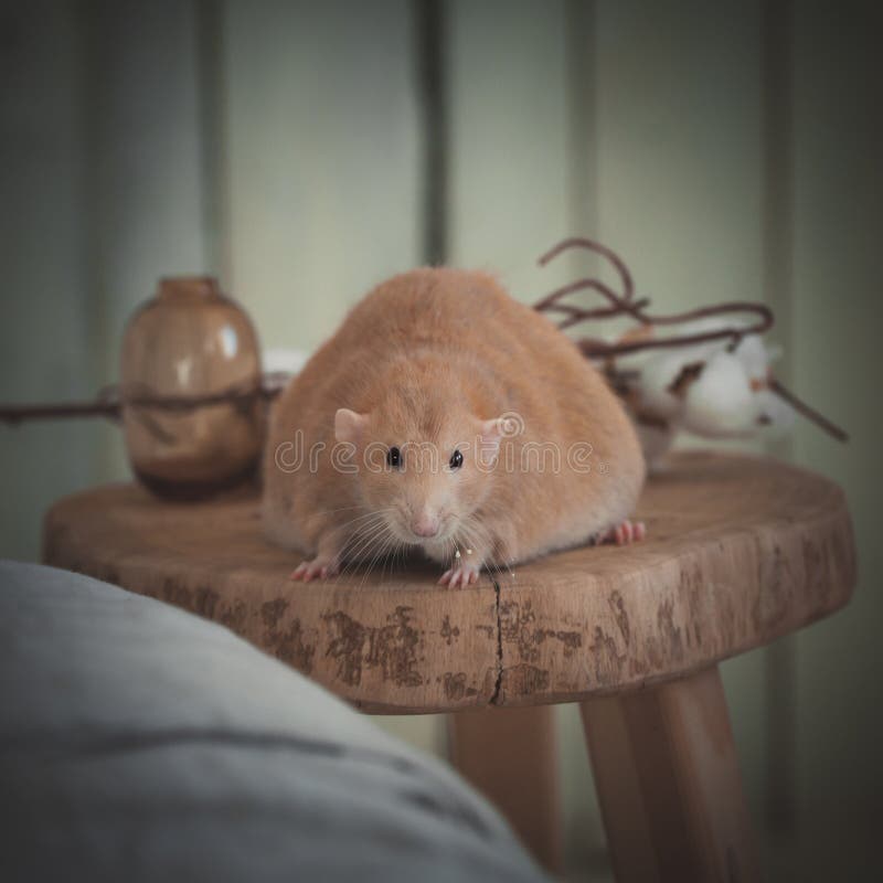 Very Fat Red Rat at Home on a Table Stock Photo - Image of biology ...