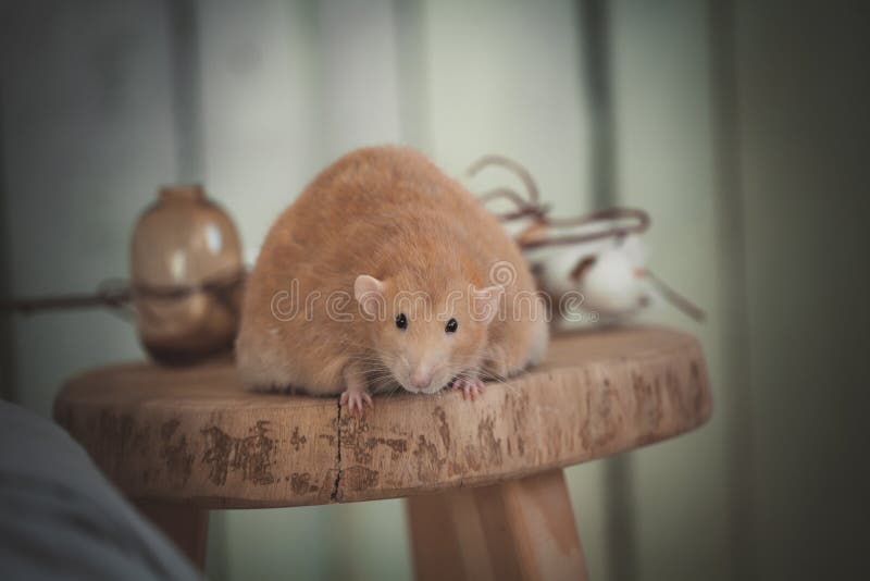 Very Fat Red Rat at Home on a Table Stock Image - Image of curiosity ...