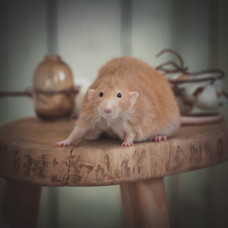 Very Fat Red Rat at Home on a Table Stock Image - Image of gaze, rodent ...
