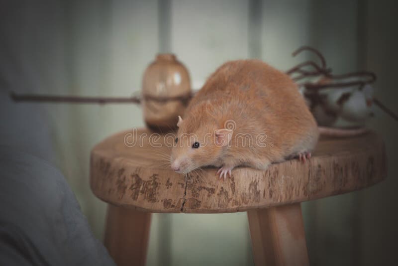 Very Fat Red Rat at Home on a Table Stock Image - Image of genetic ...