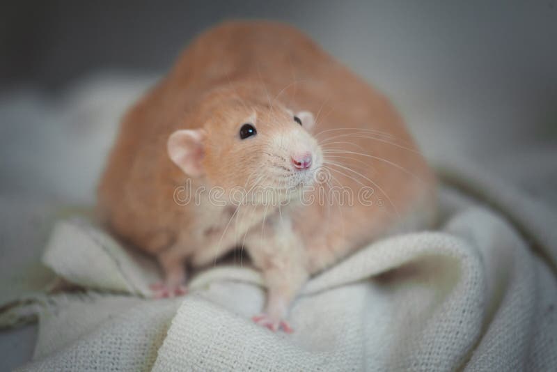 Very Fat Red Rat at Home on a Table Stock Photo - Image of biology ...
