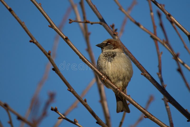 Very fat Sparrow stock image. Image of environment, avian - 190199639