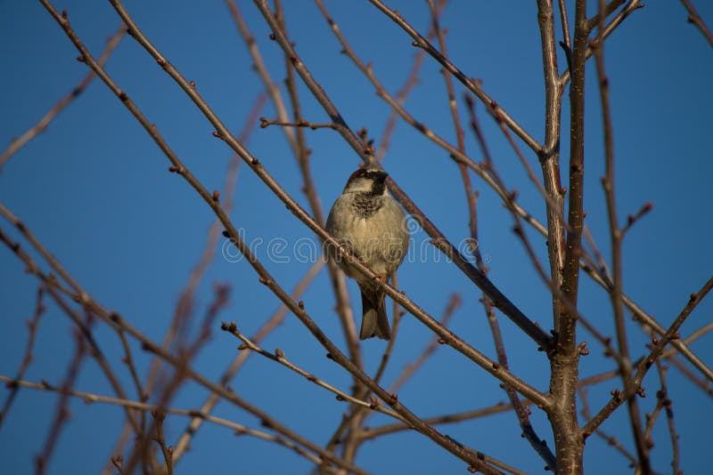Very fat Sparrow stock photo. Image of passerine, avian - 190199762