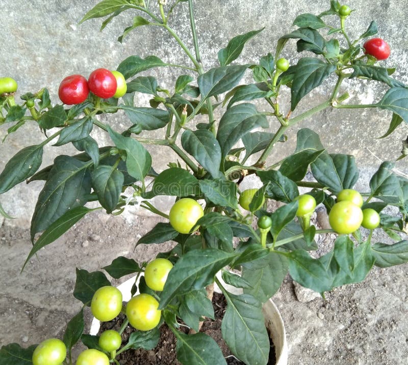Very Fertile Apple Chili Right in the Yard Stock Photo - Image of green ...