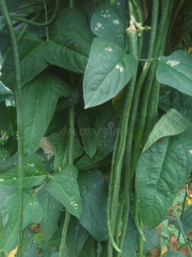 Very fertile bean plants stock photo. Image of bean - 319476674