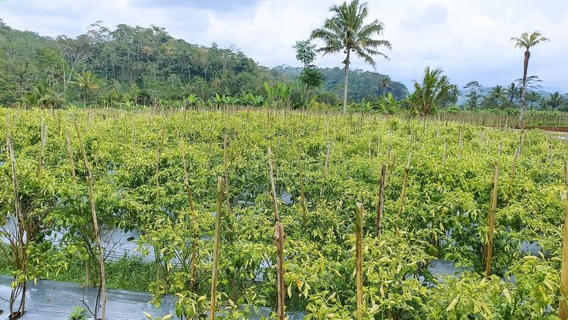 Very Fertile Cayenne Pepper Plantations Stock Photo - Image of ...