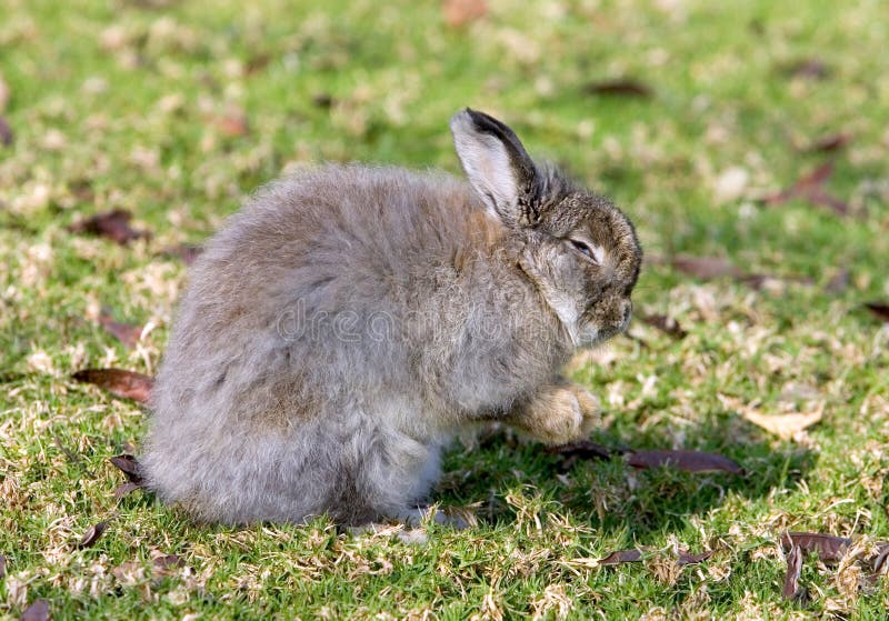 Very Fluffy Bunny Rabbit in a Field Stock Photo - Image of furry ...