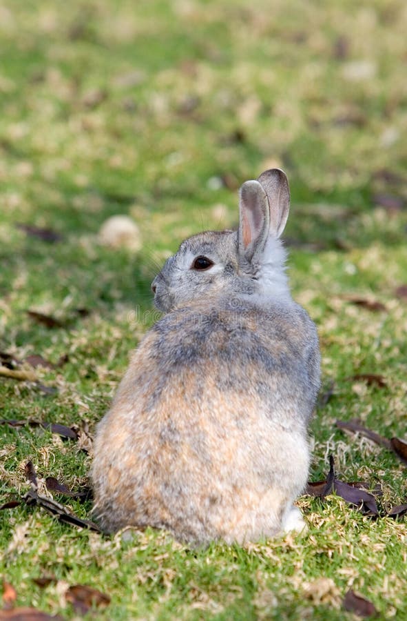 Very Fluffy Bunny Rabbit In A Field Stock Image - Image of warm, field ...