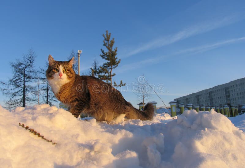 Very Fluffy Cat in the Cold. Stock Photo - Image of winter, city: 34106546