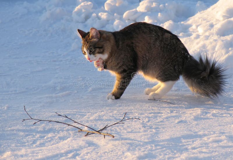 Very Fluffy Cat in the Cold. Stock Photo - Image of branches, whiskers ...