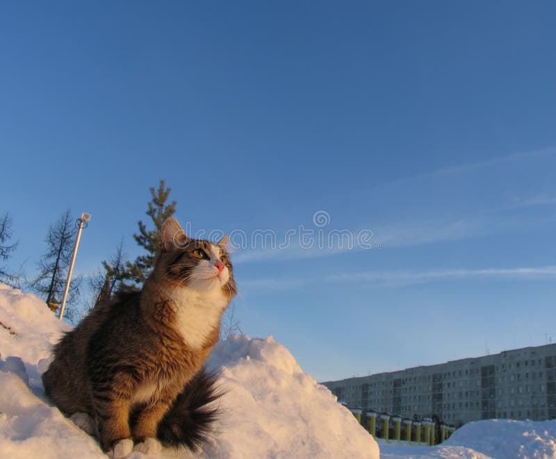 Very Fluffy Cat in the Cold. Stock Image - Image of muzzle, hills: 34107547