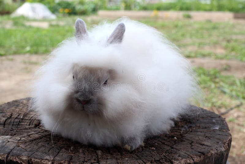 Very Fluffy Soft Funny Rabbit Decorative Sitting on a Log Stock Photo ...