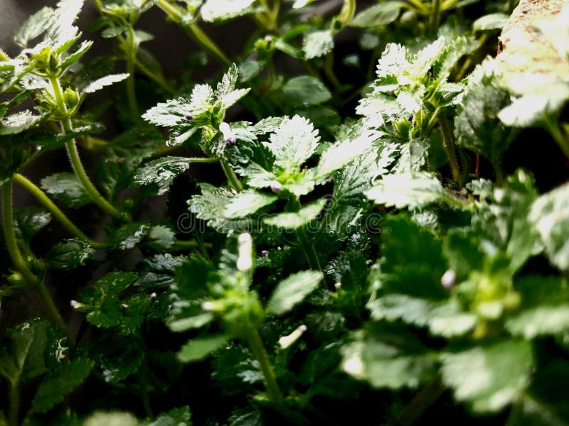 Very Fluster Wild Grass with Green Leaves Stock Image - Image of green ...