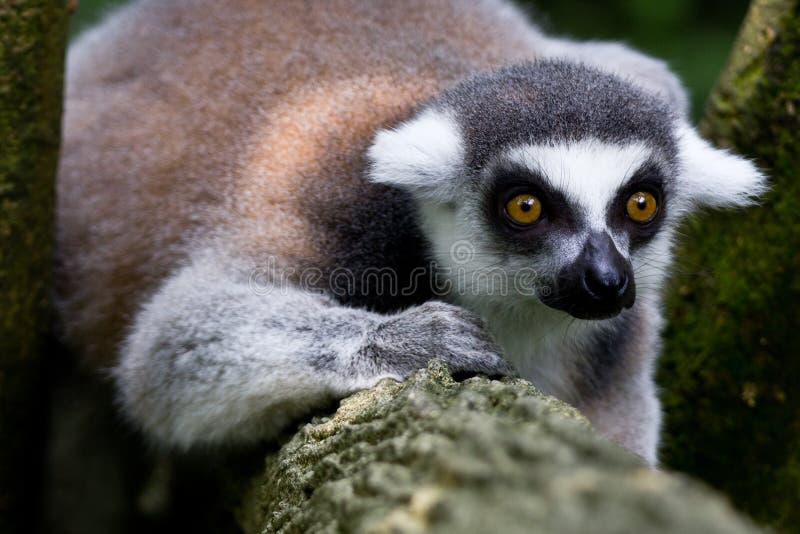 Green Eye Ape stock photo. Image of fierce, lemur, asia - 126147330