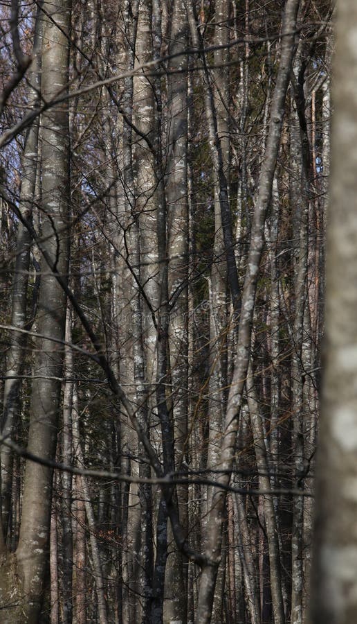 Very Forest with Many Leafless Trees in Winter in the Mountains Stock ...