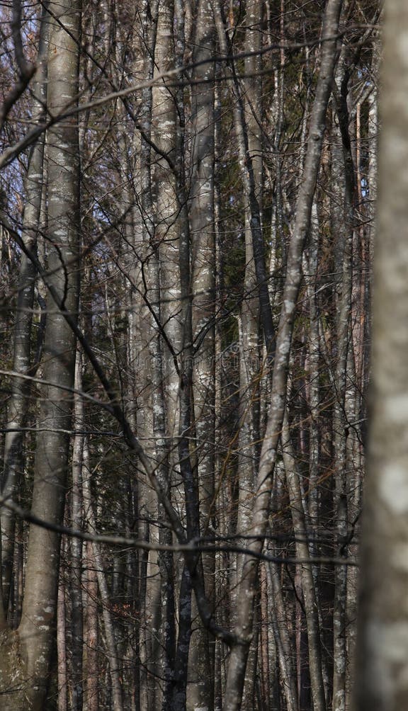 Very Forest with Many Leafless Trees in Winter in the Mountains Stock ...