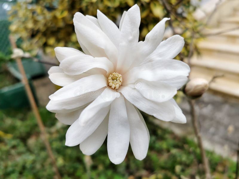 Very Fragrant White Cream Flower Magnolia Stellata in Early Spring ...