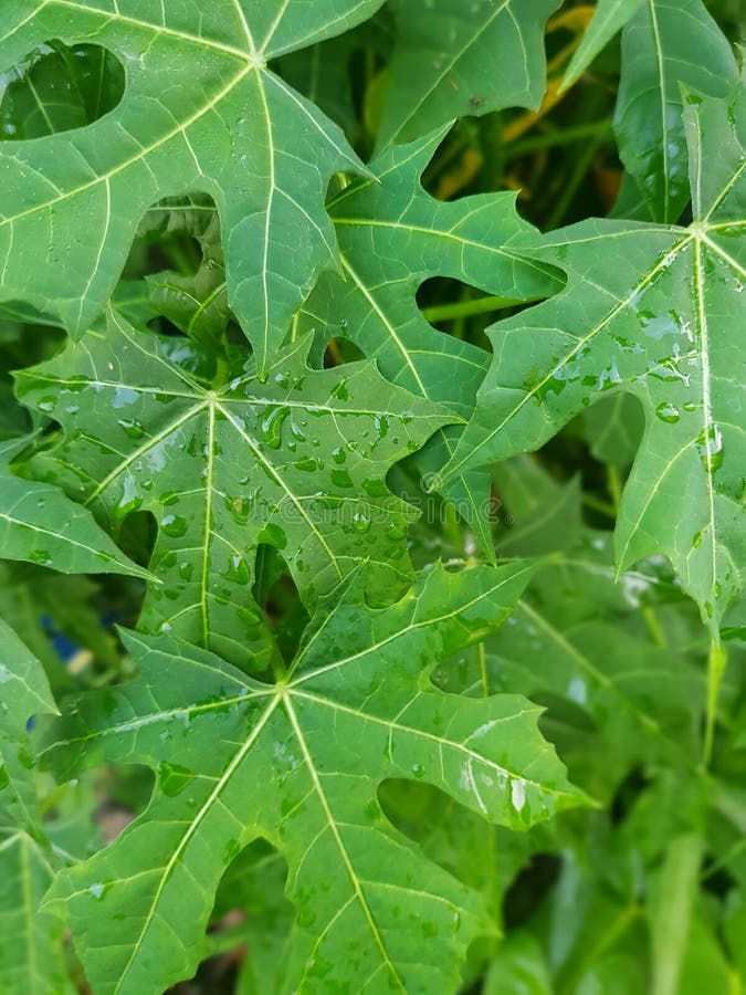 Very Fresh and Beautiful Green Leaf Texture in the Garden Stock Photo ...