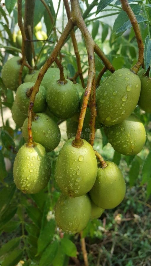 Kedondong Fruit Tree is Bearing Fruit Stock Photo - Image of frangipani ...